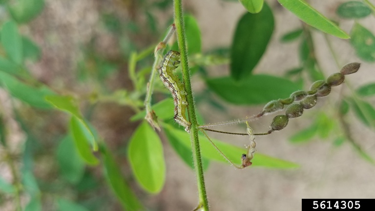 tobacco budworm (Chloridea virescens (Fabricius))