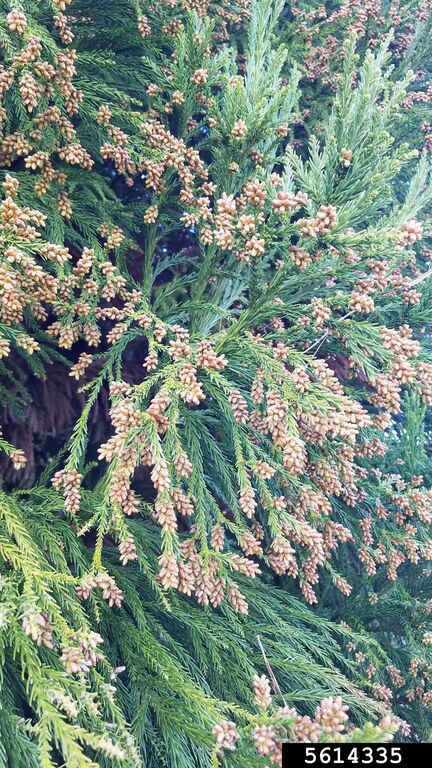 Japanese cedar (Cryptomeria japonica (L. f.) D. Don)