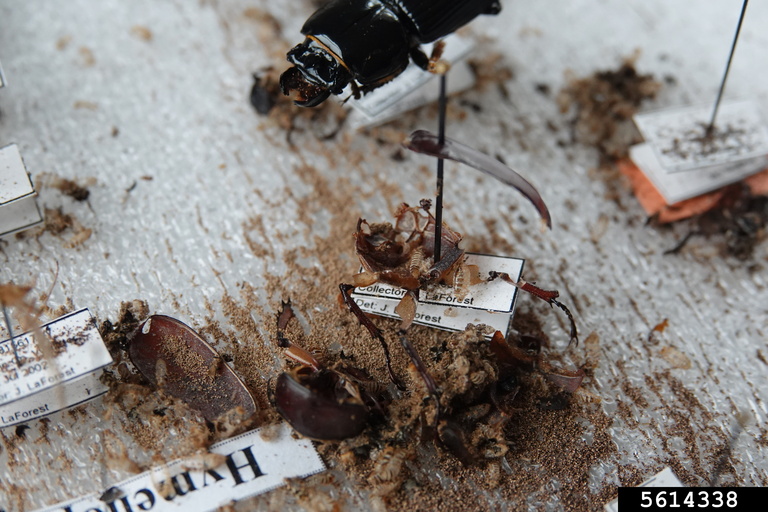 Dermestid beetles (Family Dermestidae)