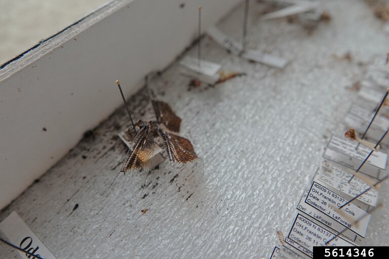 Dermestid beetles (Family Dermestidae Latreille, 1804)