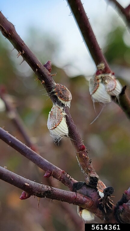 cottony cushion scale (Icerya purchasi Maskell)