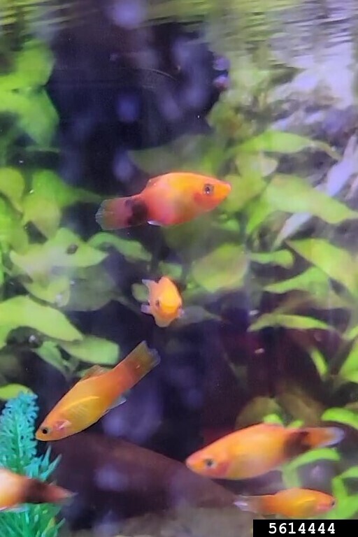 southern platyfish (Xiphophorus maculatus (Günther, 1866))