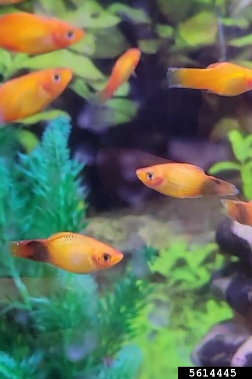 southern platyfish (Xiphophorus maculatus)