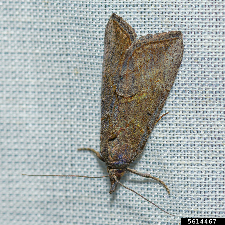 green cloverworm (Hypena scabra (Fabricius))