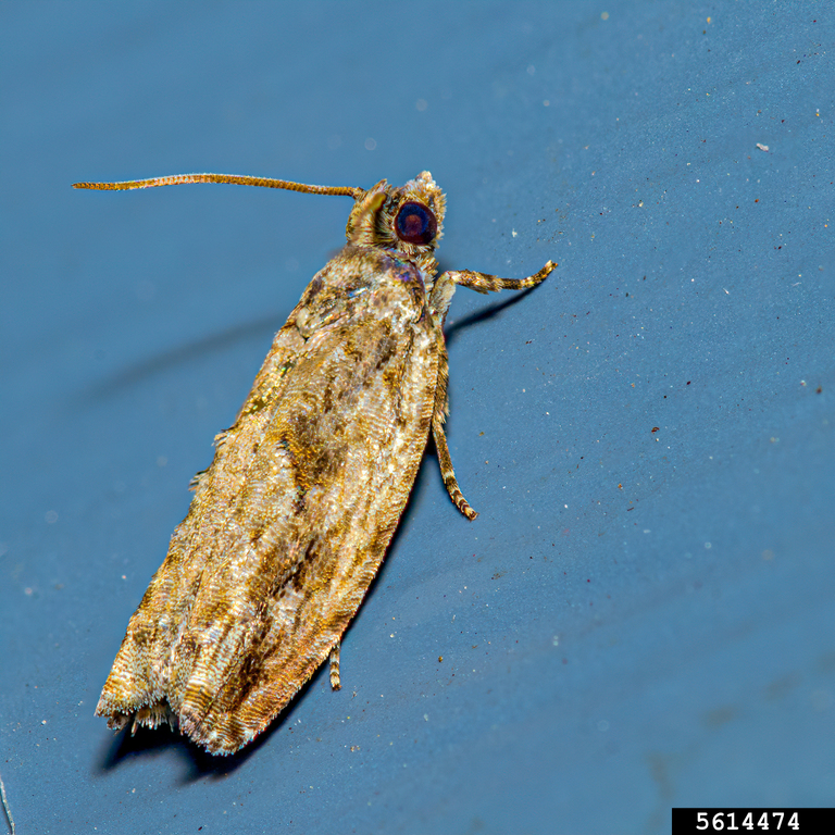 buckeye petiole borer moth (Zeiraphera claypoleana (Riley, 1882))