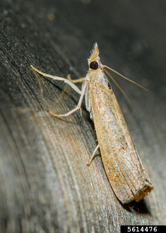 bluegrass webworm moth (Parapediasia teterrella (Zincken))