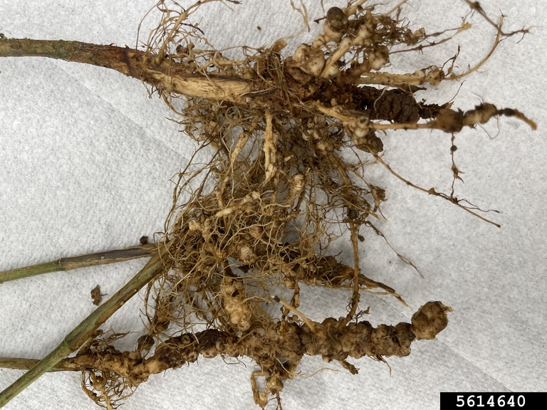 root-knot nematode (Genus Meloidogyne)