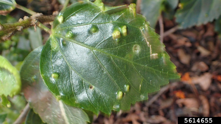 hibiscus erineum mite (Aceria hibisci (Nalepa))