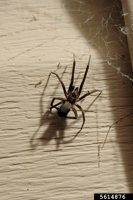 Baby Black House Spider Black House Spider The Australian Museum