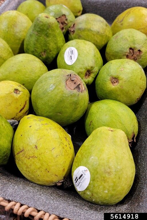 guava (Psidium guajava L.)
