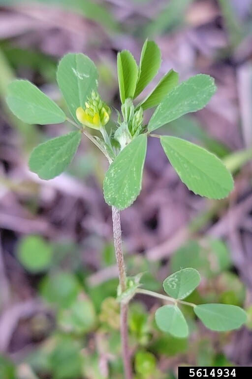 large hop clover (Trifolium campestre Schreb.)