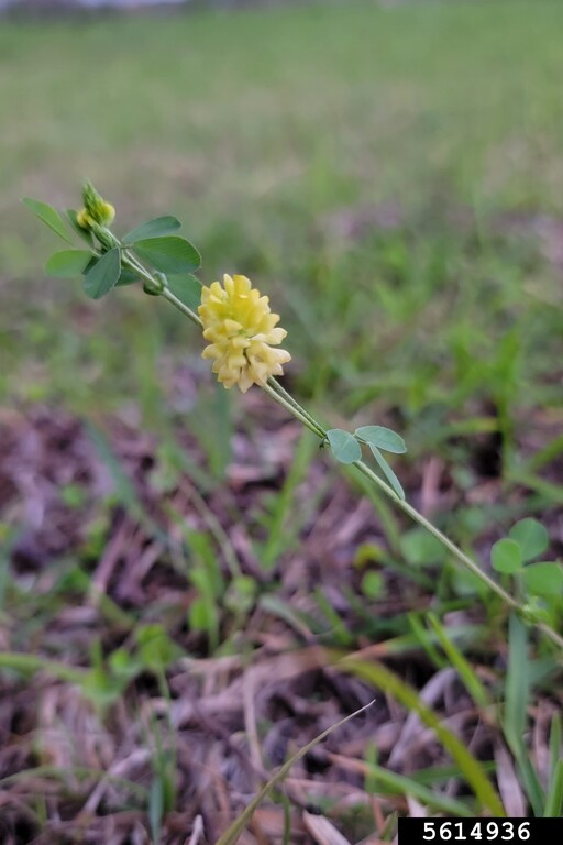 large hop clover (Trifolium campestre Schreb.)