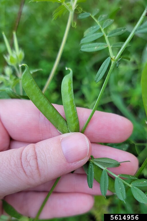 common vetch (Vicia sativa Linnaeus)