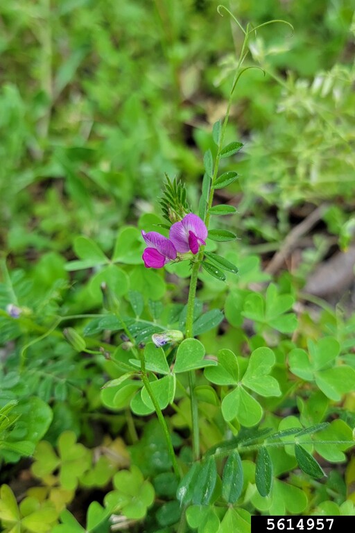 common vetch (Vicia sativa Linnaeus)