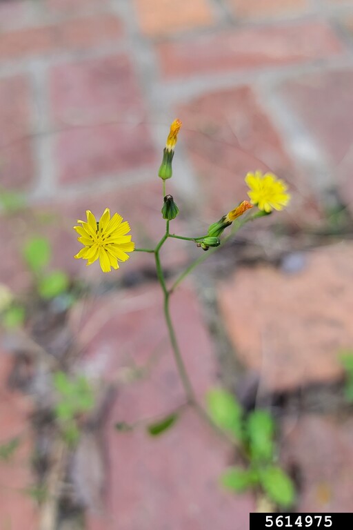 Asiatic hawksbeard (Youngia japonica (L.) DC.)