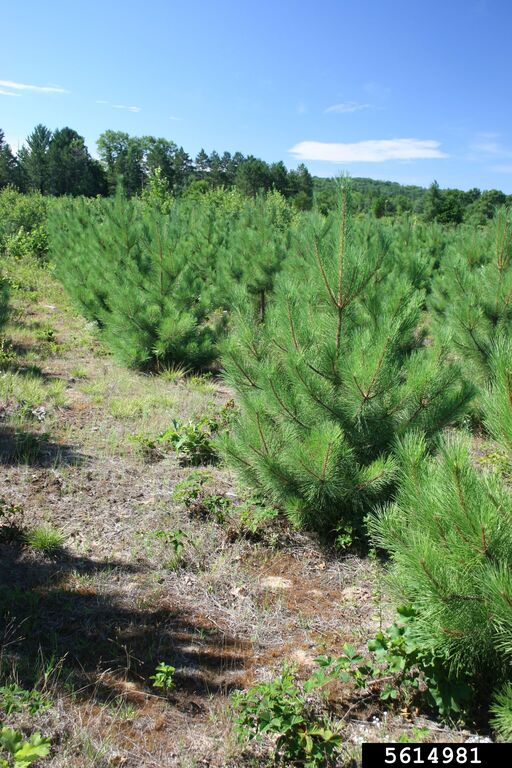 red pine (Pinus resinosa Soland.)