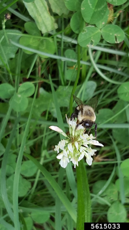 bumble bees (Genus Bombus)