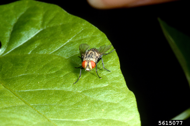 Tachinid fly (Eucelatoria bryani Sabrosky, 1981)