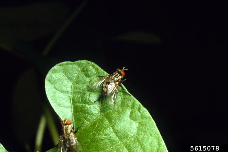 Tachinid fly (Eucelatoria bryani Sabrosky, 1981)