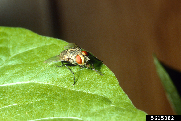Tachinid fly (Eucelatoria bryani Sabrosky, 1981)