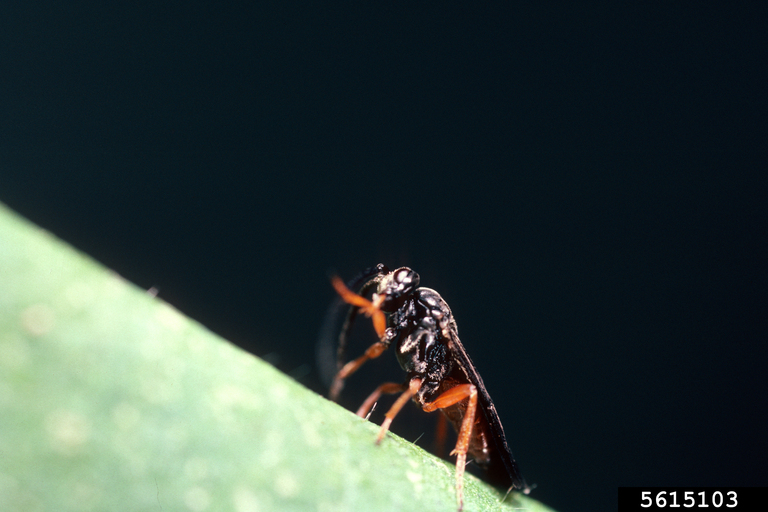 Braconid wasp (Microplitis croceipes (Cresson))