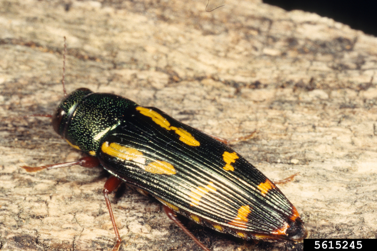 red-legged buprestis (Buprestis rufipes Olivier, 1790)