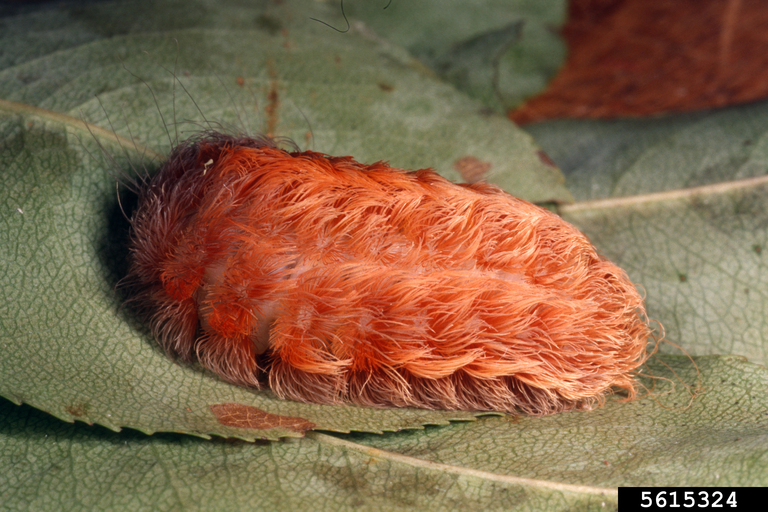 puss caterpillar (Megalopyge opercularis J.E. Smith)