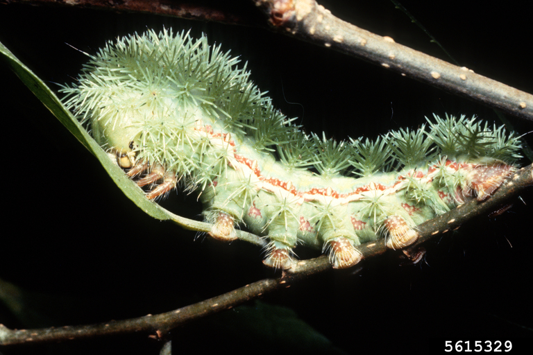 Io Moth Automeris Io Giant Silkworm And Royal Moths Io Moth | Insect