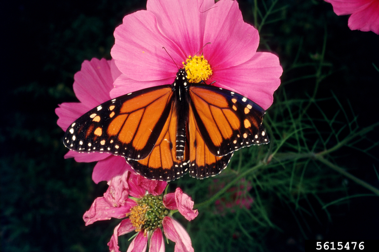 monarch butterfly (Danaus plexippus (Linnaeus))