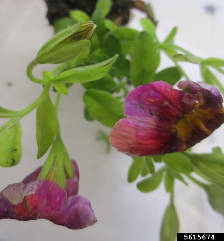 chili pepper mild mottle (Tobamovirus chili pepper mild mottle virus)