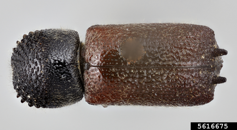 false powder post beetle (Sinoxylon japonicum)