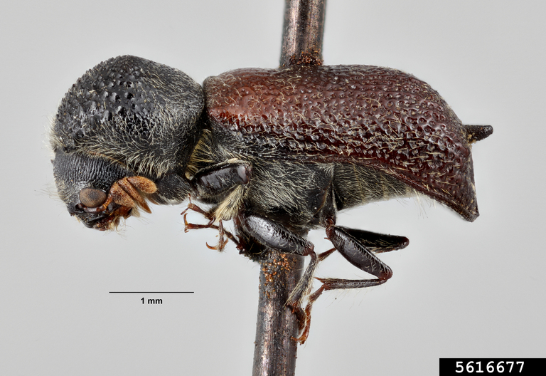 false powder post beetle (Sinoxylon japonicum Lesne, 1895)