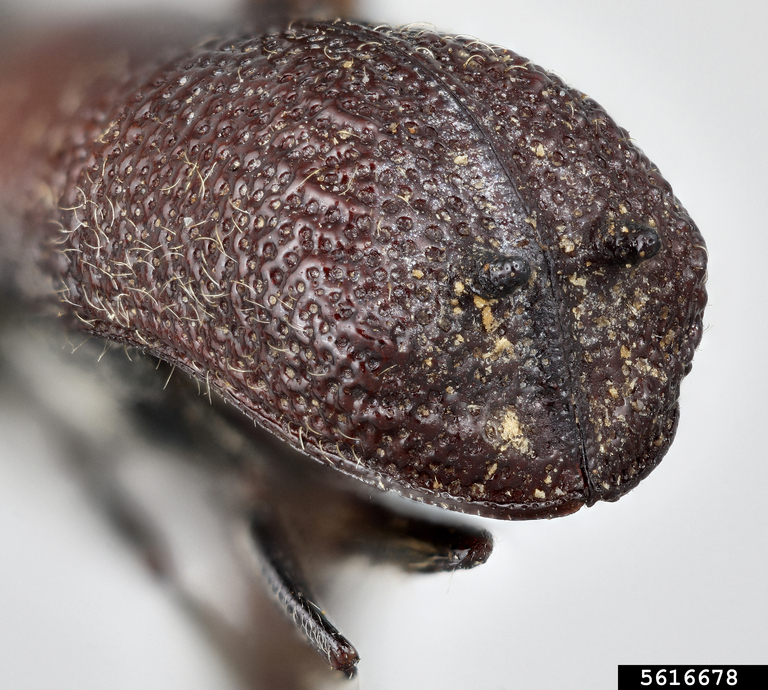 false powder post beetle (Sinoxylon japonicum Lesne, 1895)