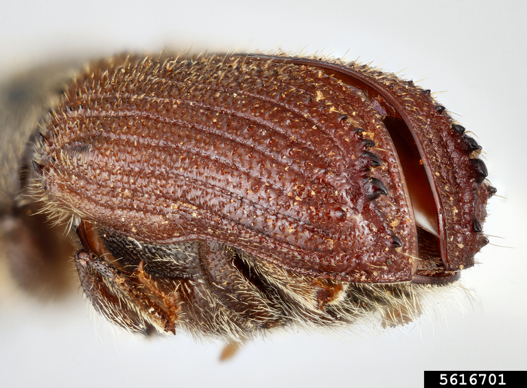 bark beetle (Phloeosinus armatus Reitter, 1887)