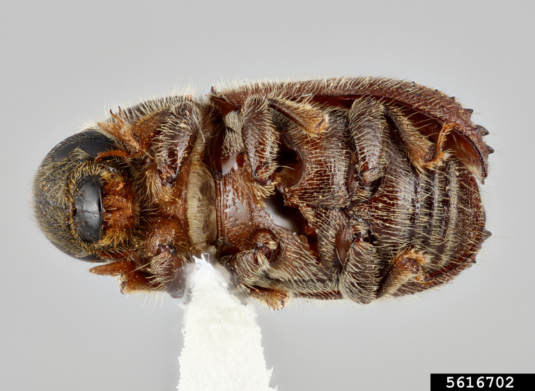bark beetle (Phloeosinus armatus Reitter, 1887)