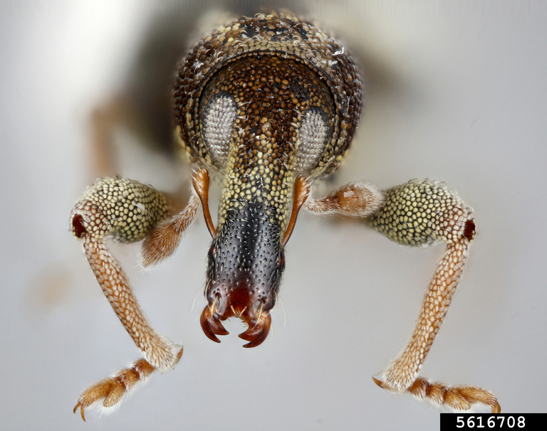 waterlettuce weevil (Neohydronomus affinis)