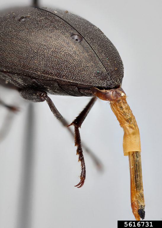 Darkling beetle (Lobometopon fusiforme ssp. fusiforme Casey)