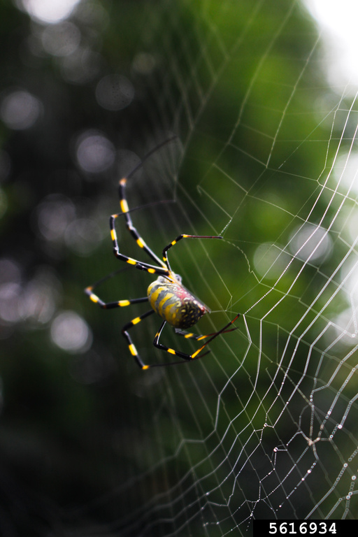 Joro spider (Trichonephila clavata (L. Koch, 1878))