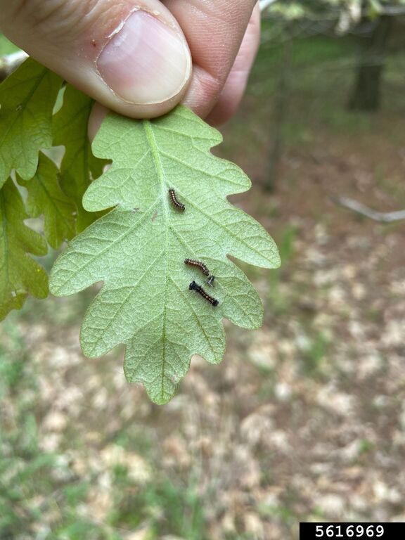 spongy moth (formerly gypsy moth) (Lymantria dispar (Linnaeus))