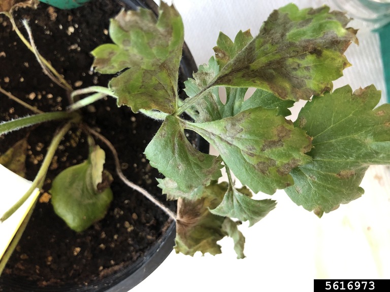 tomato spotted wilt virus (TSWV) (Tospovirus Tomato spotted wilt virus)