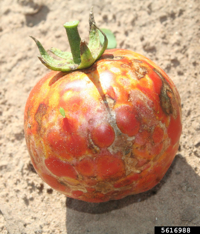 tomato spotted wilt virus (TSWV) (Tospovirus Tomato spotted wilt virus)