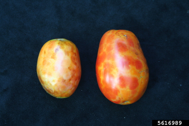 tomato spotted wilt virus (TSWV) (Tospovirus Tomato spotted wilt virus)