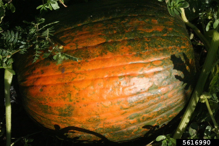 Watermelon Mosaic Virus (WMV) (Potyvirus Watermelon Mosaic Virus)