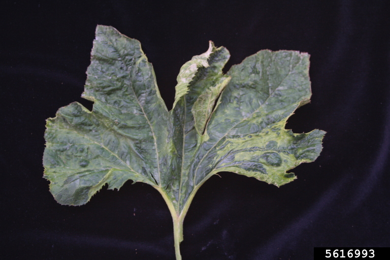 Watermelon Mosaic Virus (WMV) (Potyvirus Watermelon Mosaic Virus)