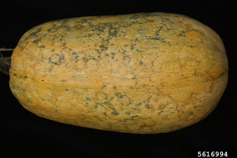 Watermelon Mosaic Virus (WMV) (Potyvirus Watermelon Mosaic Virus)