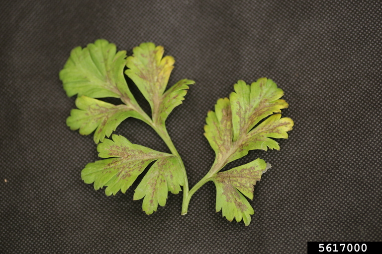 tomato spotted wilt virus (TSWV) (Tospovirus Tomato spotted wilt virus)
