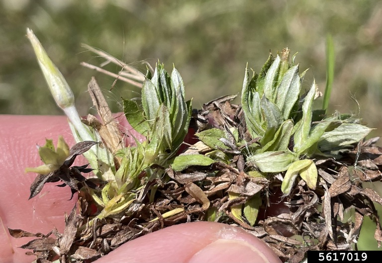 Chevreul's sharp lawn-weed (Chevreulia acuminata)