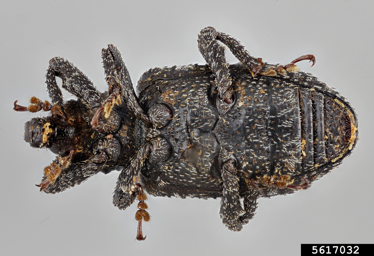 Japanese native wood-boring weevil (Niphades variegatus (Roelofs))