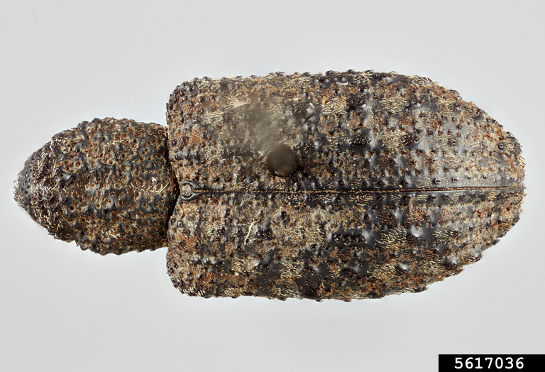 Japanese native wood-boring weevil (Niphades variegatus (Roelofs))