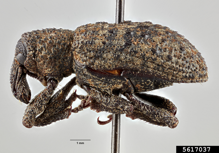 Japanese native wood-boring weevil (Niphades variegatus (Roelofs))